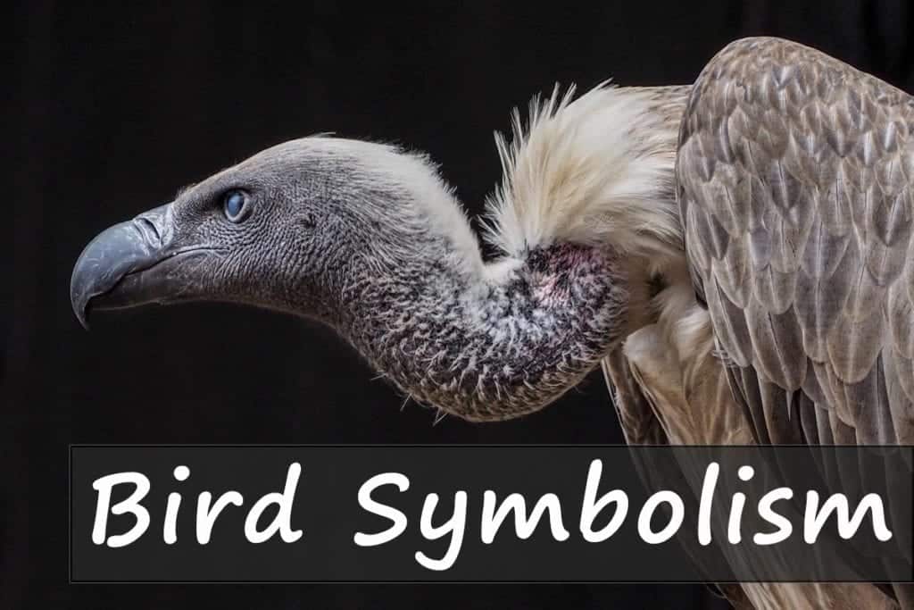 Bird Symbolism & Spiritual Bird Meaning - the ultimate Guide