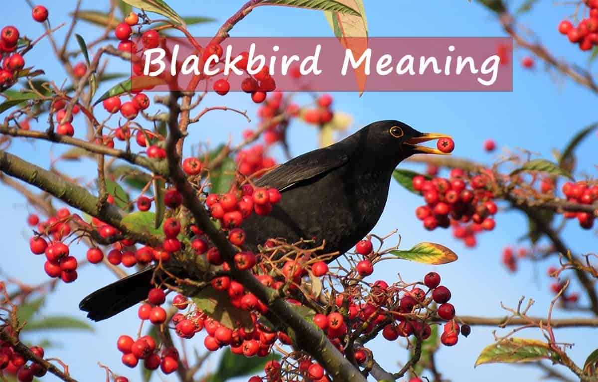Blackbird Meaning and Symbolism: Spirit, Totem, Power Animal