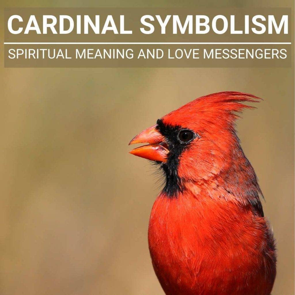 10 Interesting Facts About Cardinals: Spiritual Messengers & Symbolism