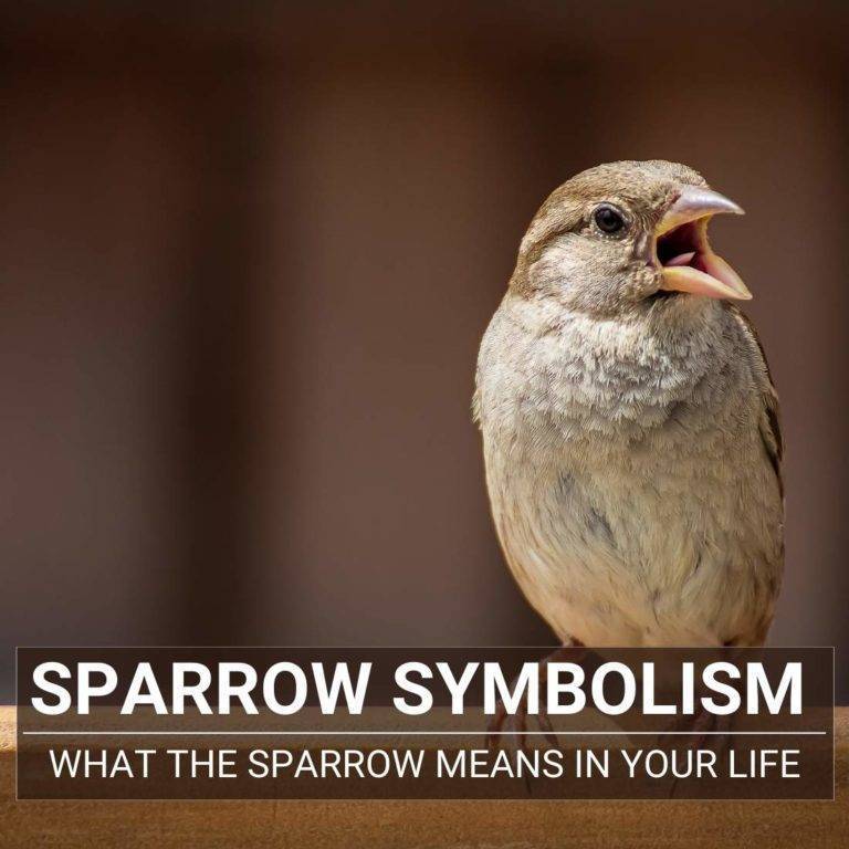 Discover Sparrow Symbolism And Its Spiritual Meaning