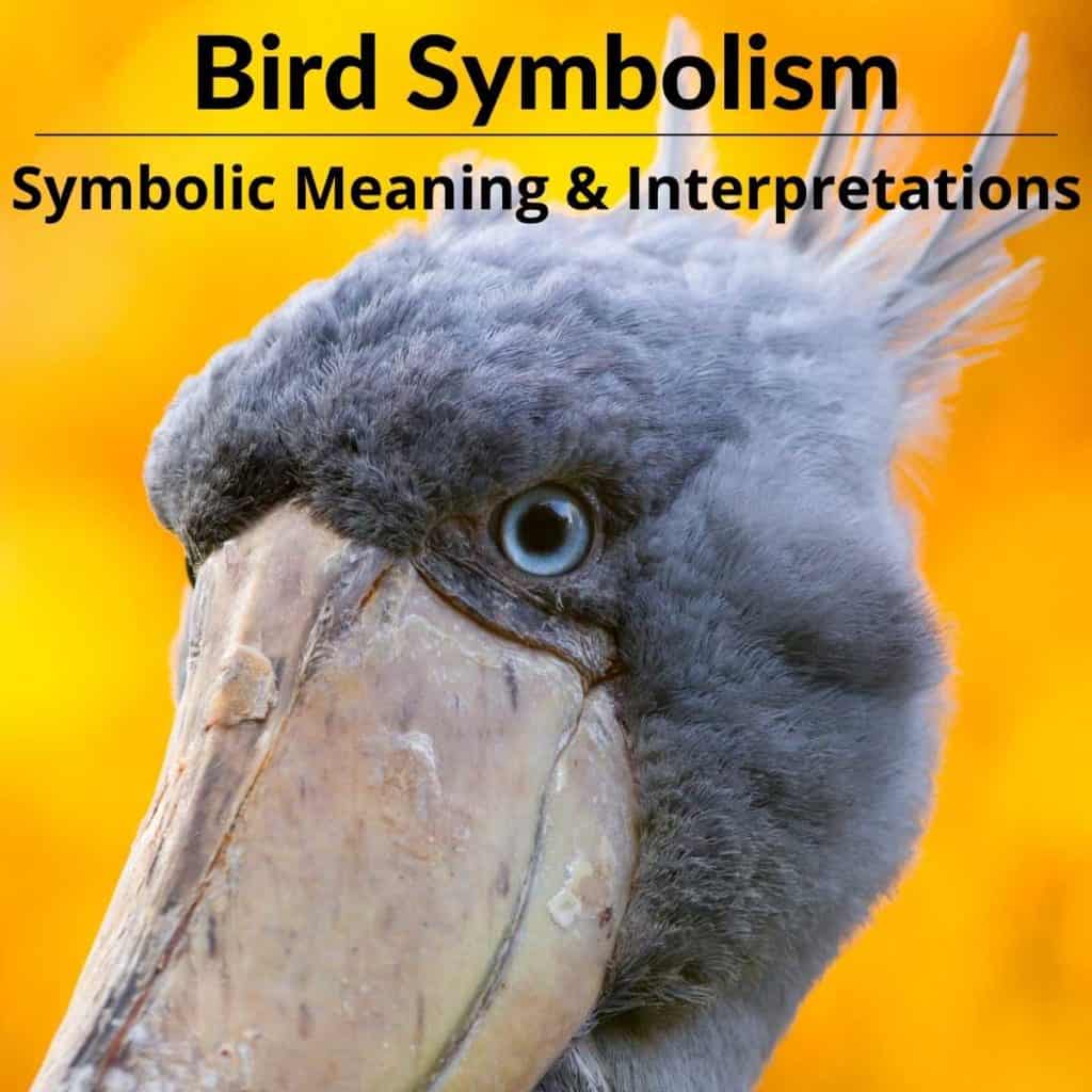 Bird Symbolism & Spiritual Meaning | The Ultimate Guide