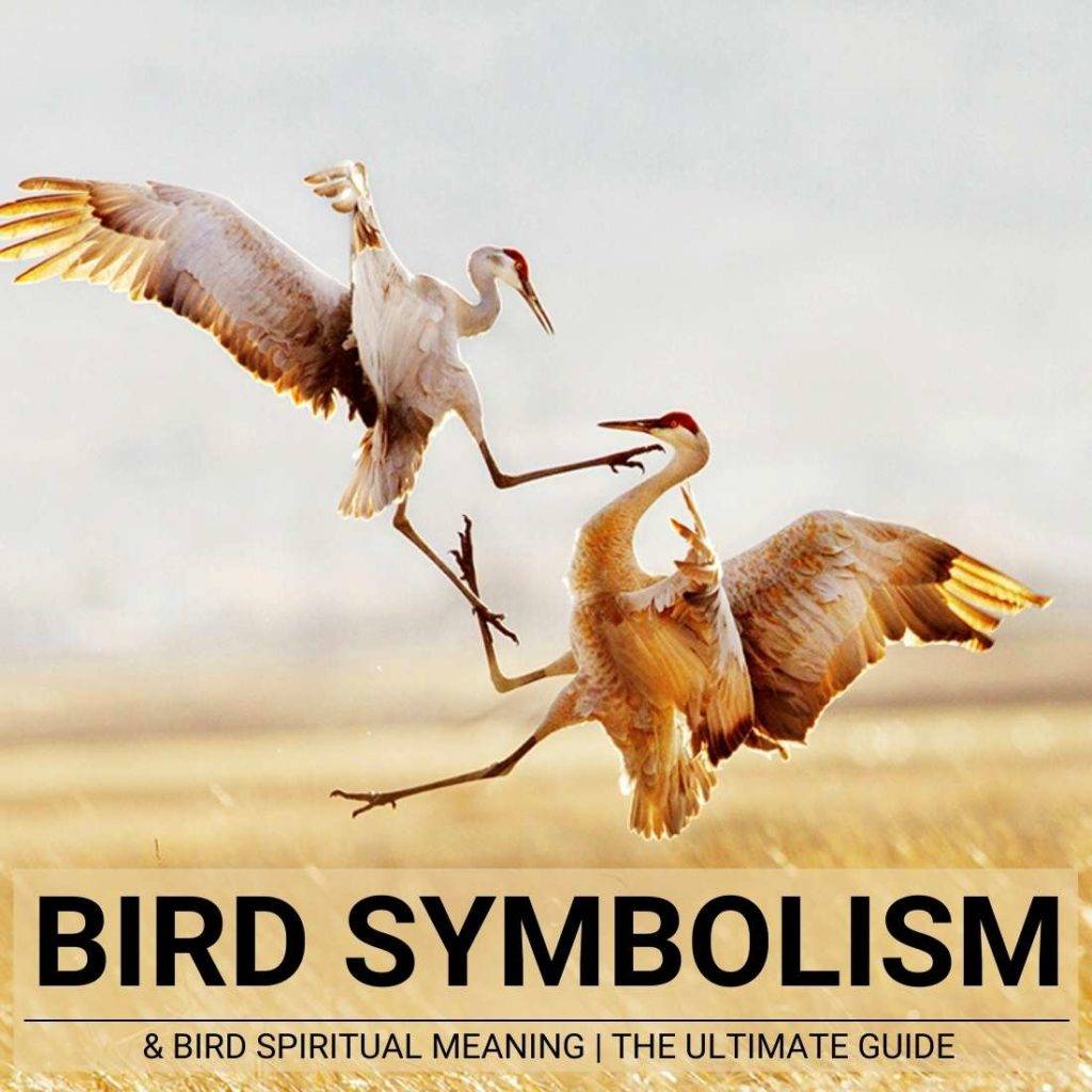 Discover Bird Symbolism: A Full Guide To Spiritual Meanings