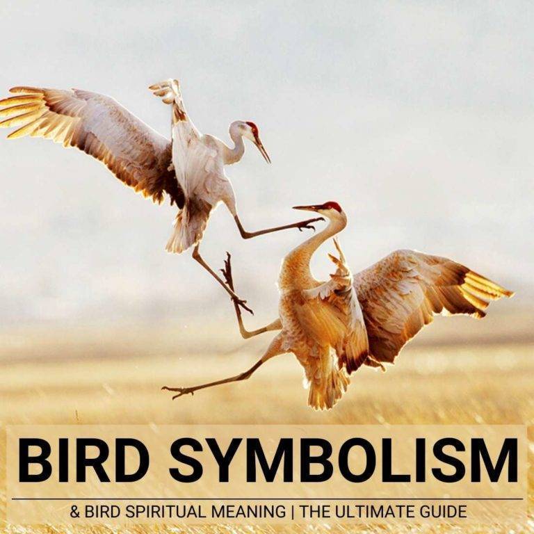 Discover Bird Symbolism: A Full Guide To Spiritual Meanings