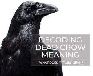 Dead Crow Meaning: Spiritual Symbolism & Cultural Interpretations