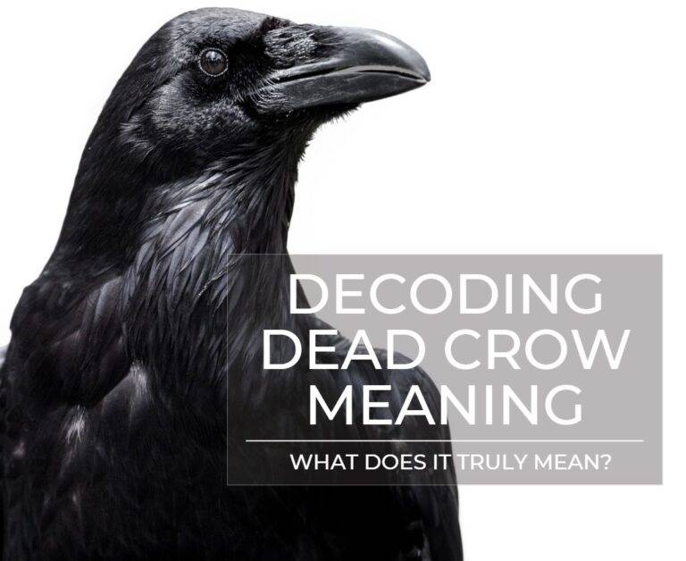 Dead Crow Meaning: Spiritual Symbolism & Cultural Interpretations