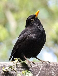 Blackbird Symbolism: Embrace Protection, Wisdom & Death & Rebirth