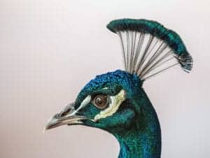 The Peacock Symbolism - A Guide To A Fascinating Spiritual Bird