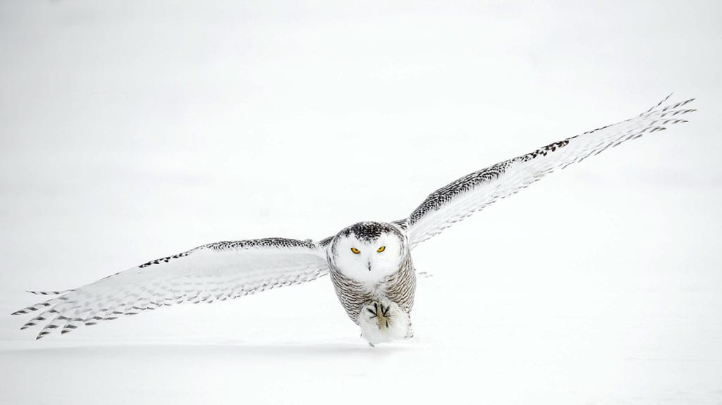 Owl Meaning & Spiritual Symbolism: A Powerful Spirit Animal
