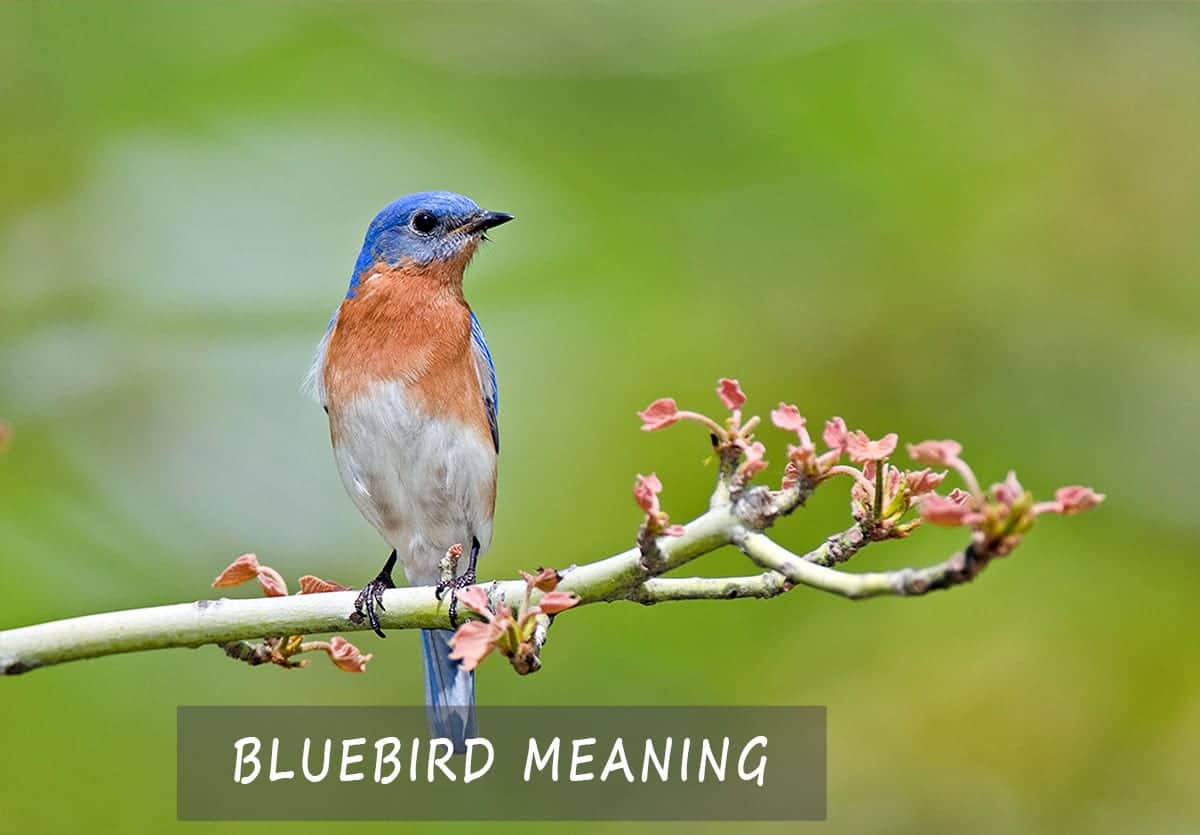 The Bluebird Meaning A Full Guide To Understanding Bluebird Symbolism the-bluebird-meaning-a-full-guide-to-understanding-bluebird-symbolism