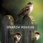 Sparrow Meaning – The Guide to Symbolism and Spiritual Meaning