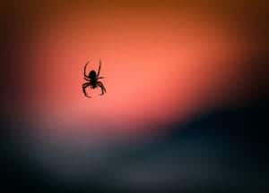 Spider Symbolism, Totem, And Spirit Animal: A Guide To Understanding ...