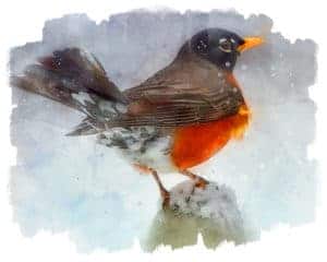 Robin Symbolism: What Does This Vibrant Bird Represent?