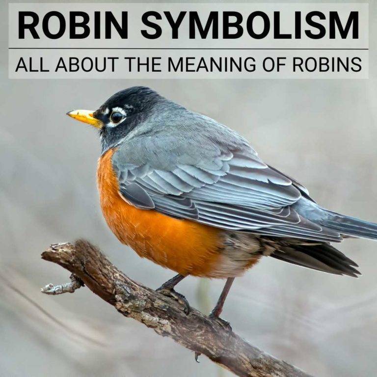 The Robin Meaning: All About The Symbolism Of Robins - The Full Guide
