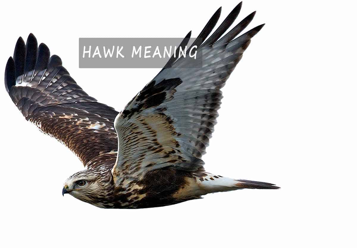 Hawk Meaning The Guide To The Spiritual Symbolism Of The Hawk Hawk Meaning The Guide To The Spiritual Symbolism Of The Hawk