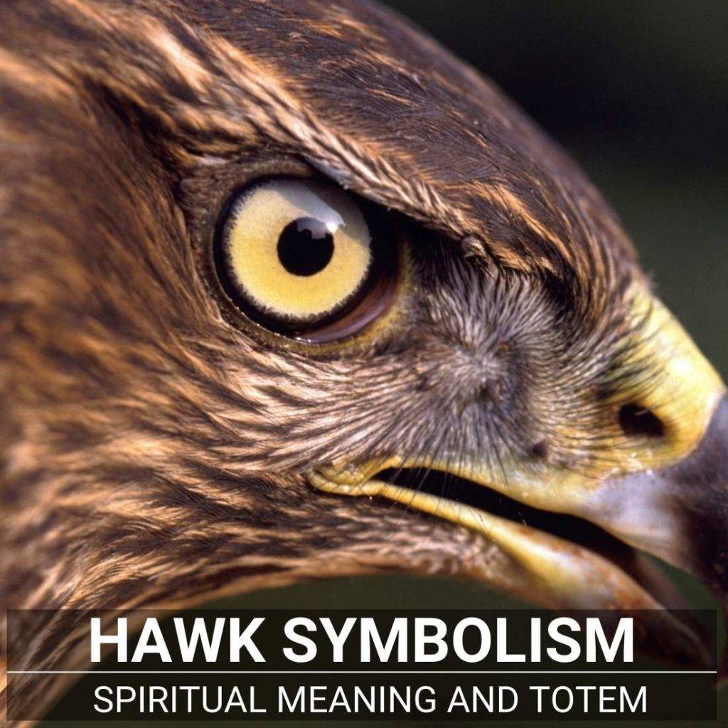 Hawk Spiritual Meaning: Symbolism, Totem & Biblical Significance