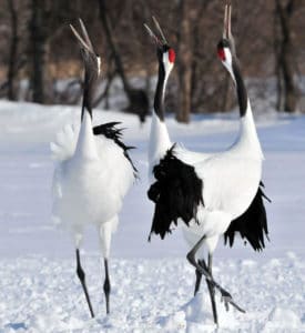 Crane Symbolism And Spiritual Meaning: A Guide To The Magic