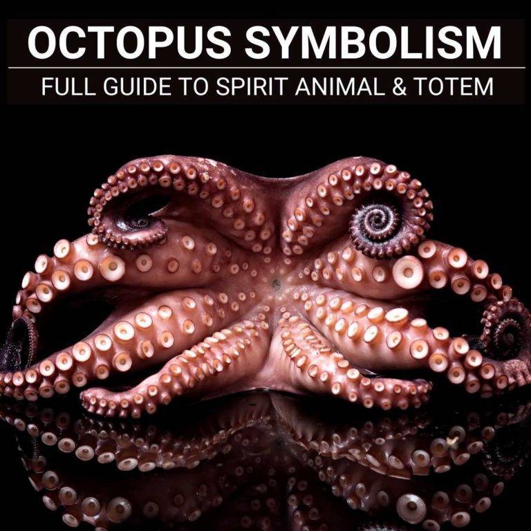 The Octopus Symbolism - A Guide To Meaning Of The Octopus
