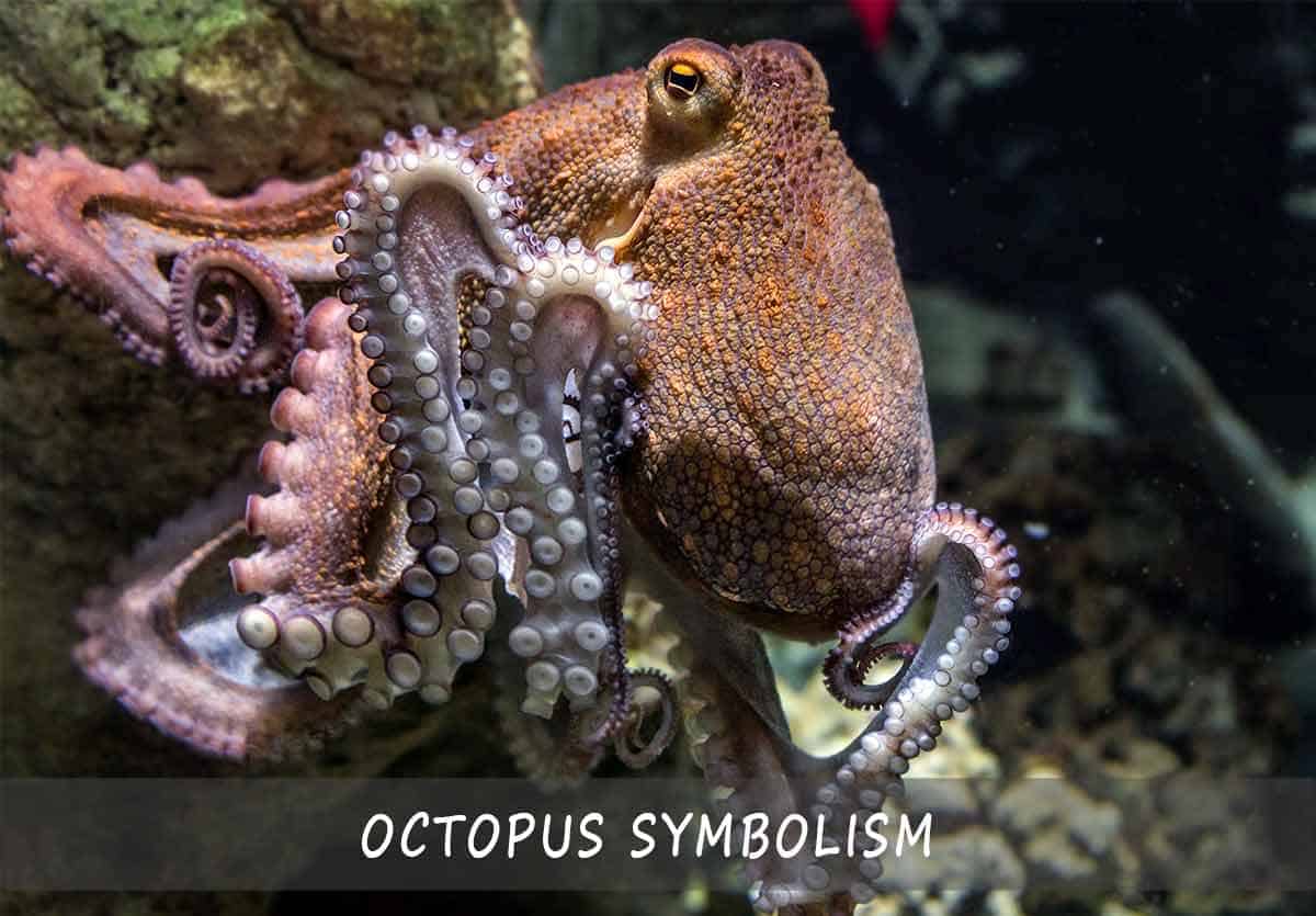 The Octopus Symbolism - A Guide To Meaning Of The Octopus