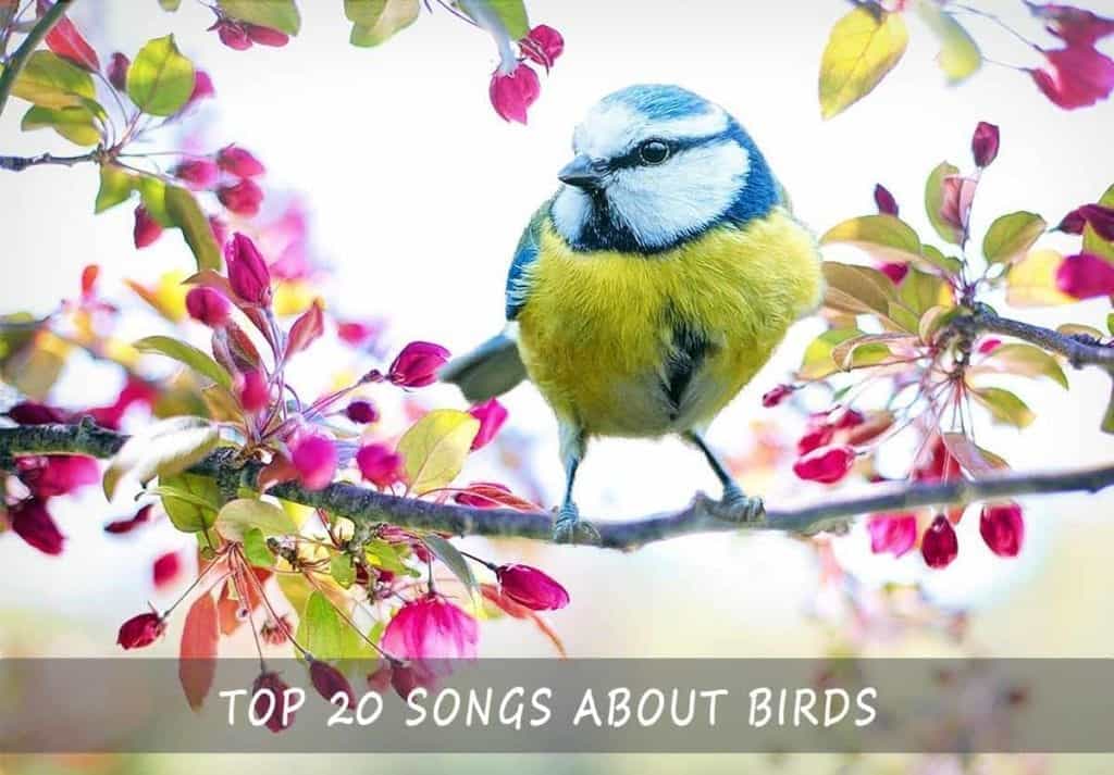 Top 20 Songs About Birds Do You Love Birds? Then This Is For You!