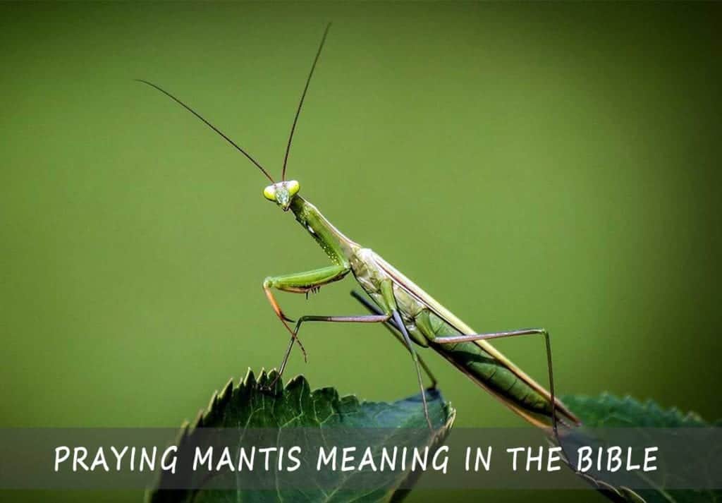 Praying Mantis Meaning in the Bible - Quick Guide To Understanding