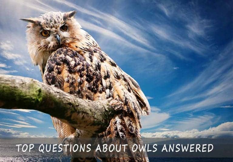 The Top 10 Questions About Owls You Should Know