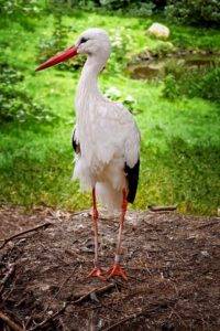 Stork Meaning: Spiritual Symbolism & Black Stork Significance