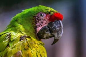 Unlocking The Mysteries Of Parrot Symbolism: A Guide To Understanding