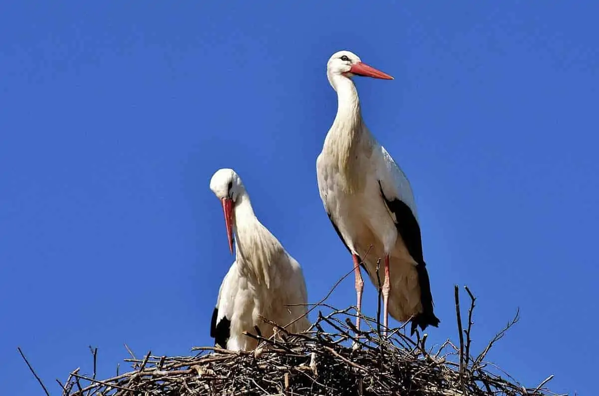The Stork Symbolism: A Full Guide To The Stork Meaning