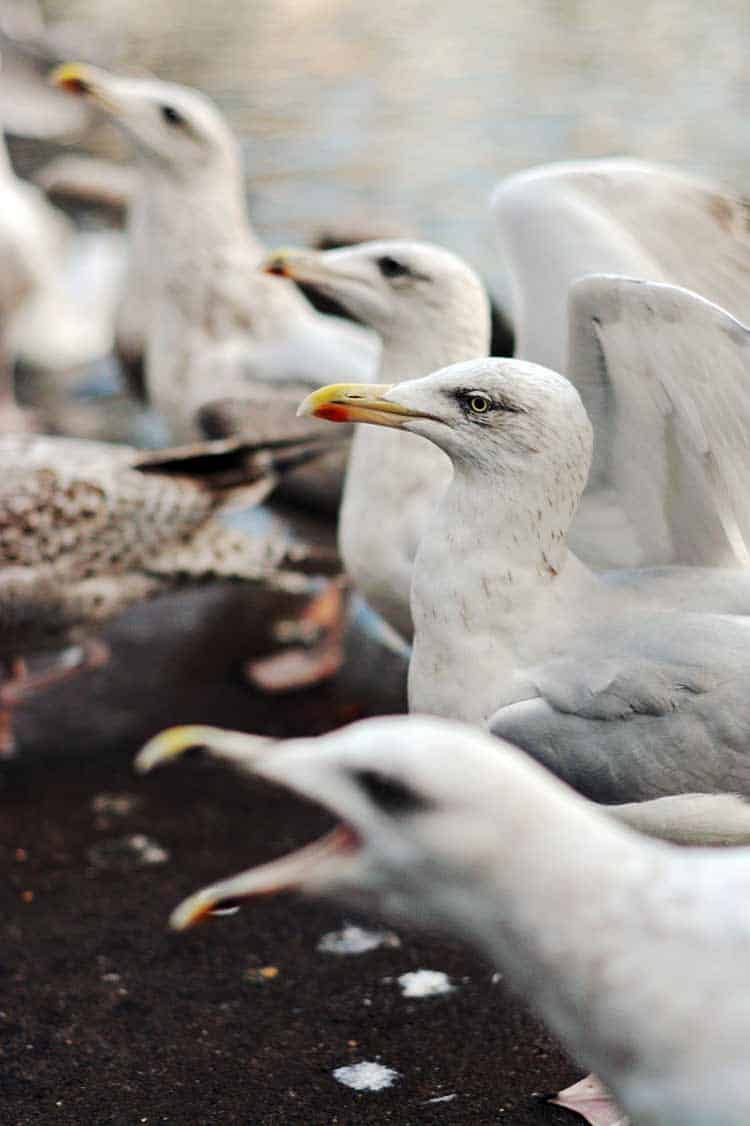 Seagull Symbolism And Spirituality: Uncover The Mysteries