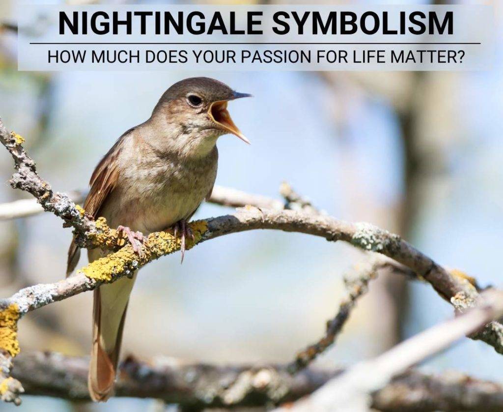 Nightingale Symbolism: Spiritual Meaning Of Hope And Transformation