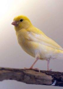 The Canary Symbolism | Learn From The Most Cheerful Bird Being Around