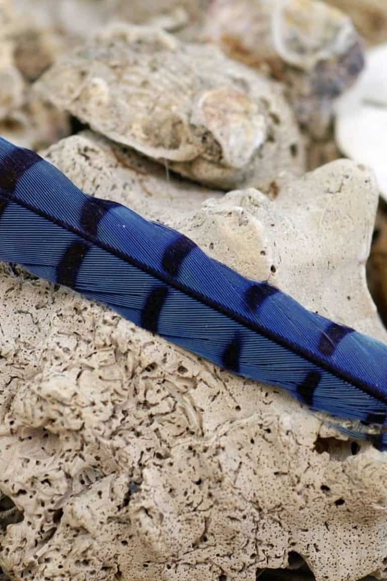 Blue Jay Feather Meaning: Symbolism And Practical Uses