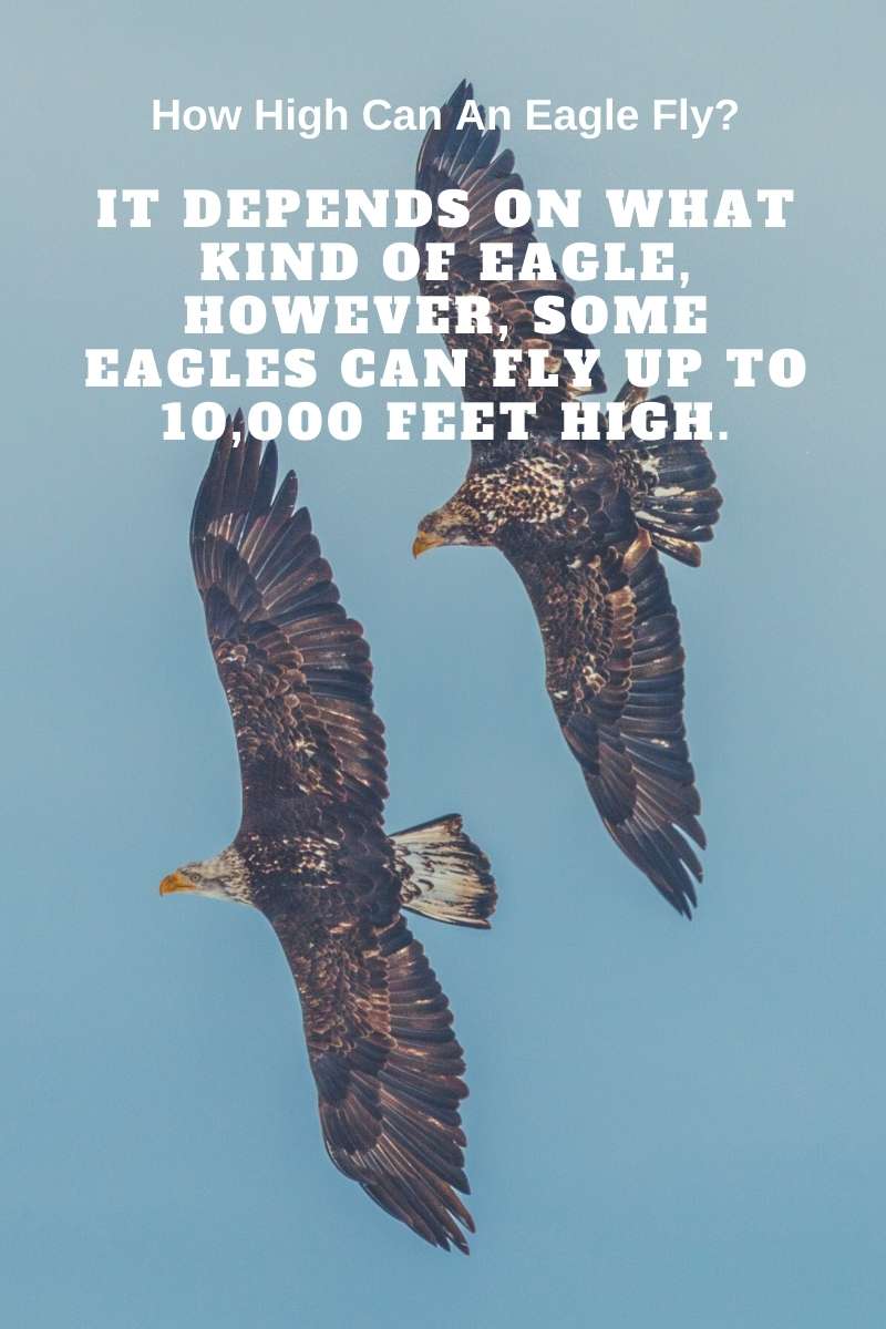 How High Can An Eagle Fly? Unveiling The Soaring Secrets.