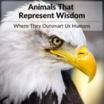 25 Wise Animals: What Animal Symbolizes Wisdom & Knowledge?