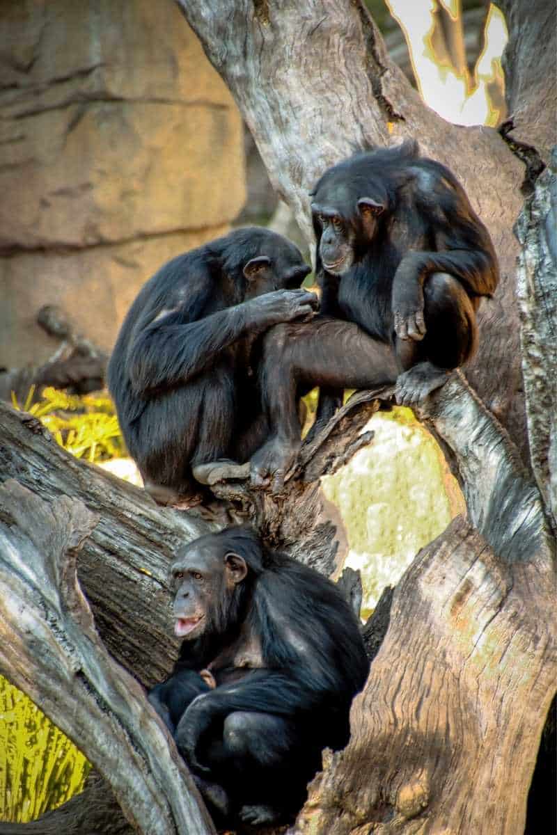 Top 9 Animals That Represent Family - The Full Guide