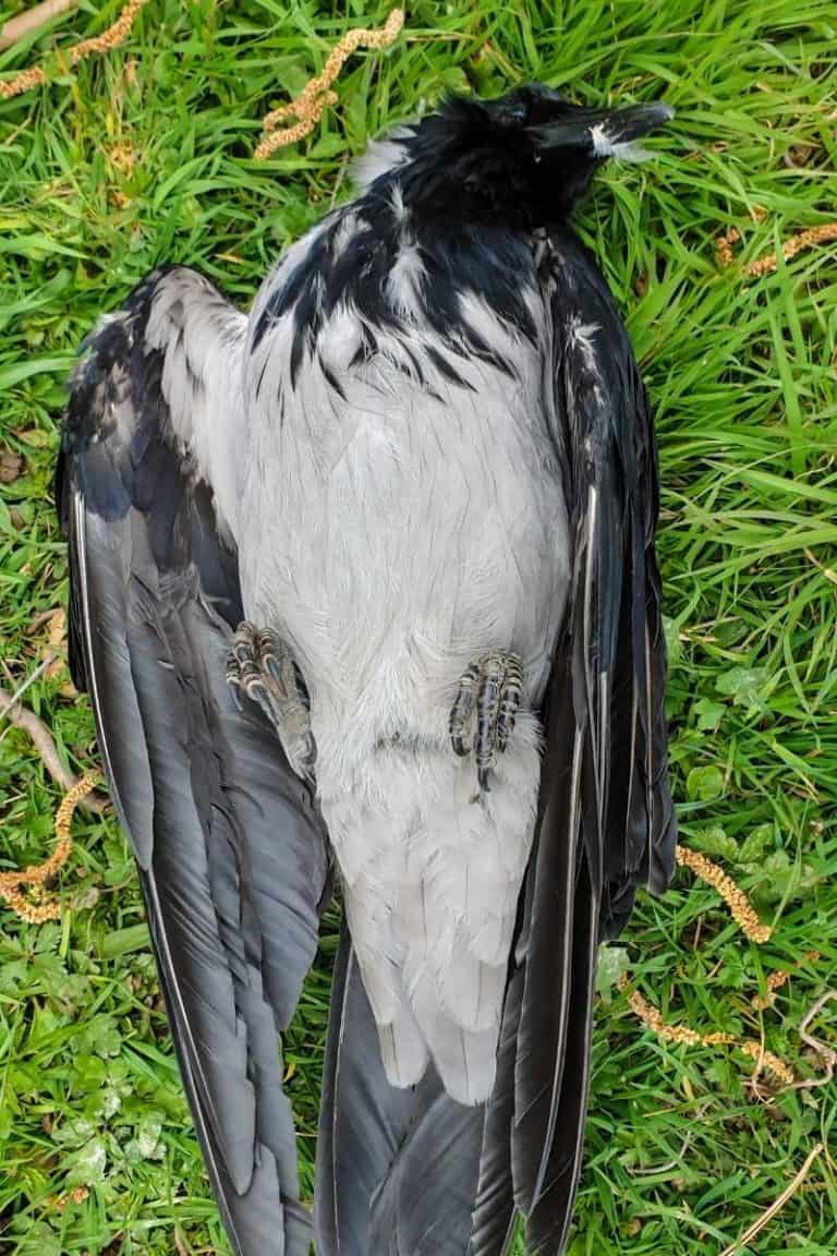 Decoding Dead Crow Meaning: What Does It Truly Mean?