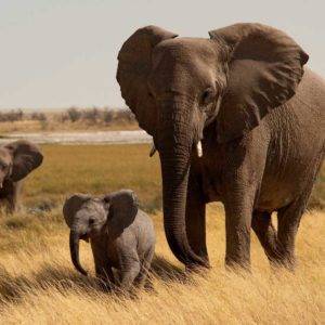 25 Wise Animals: What Animal Symbolizes Wisdom & Knowledge?