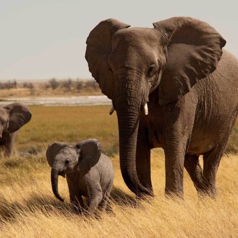 Symbolism For Wisdom (Animals That Represent Wisdom)