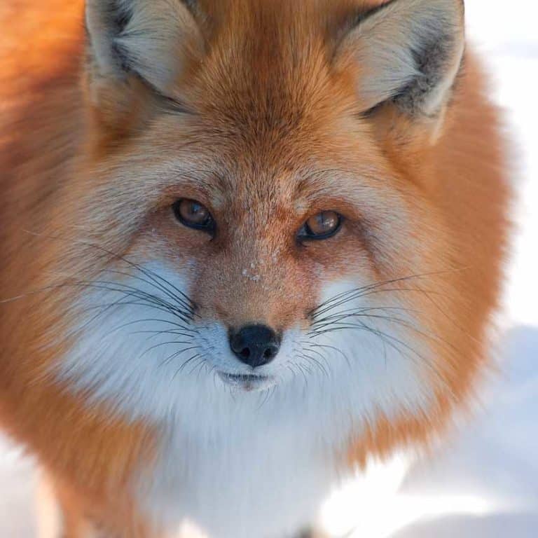 Top 10 Animals That Represent Fire: Fiery Animal Symbols