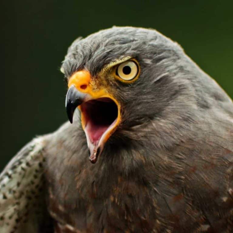 Top 10 Animals That Represent Fire: Fiery Animal Symbols