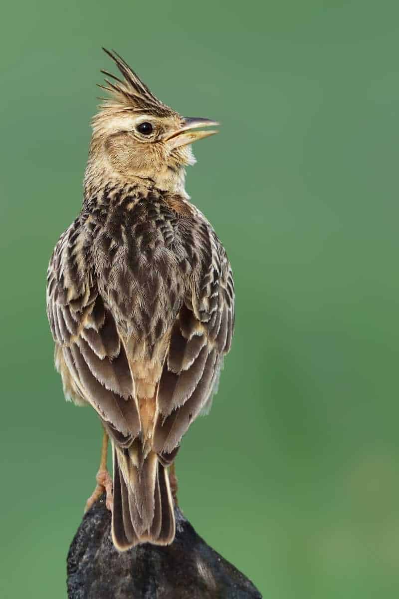 Lark Bird Symbolism: Meaning & Spiritual Significance Explained