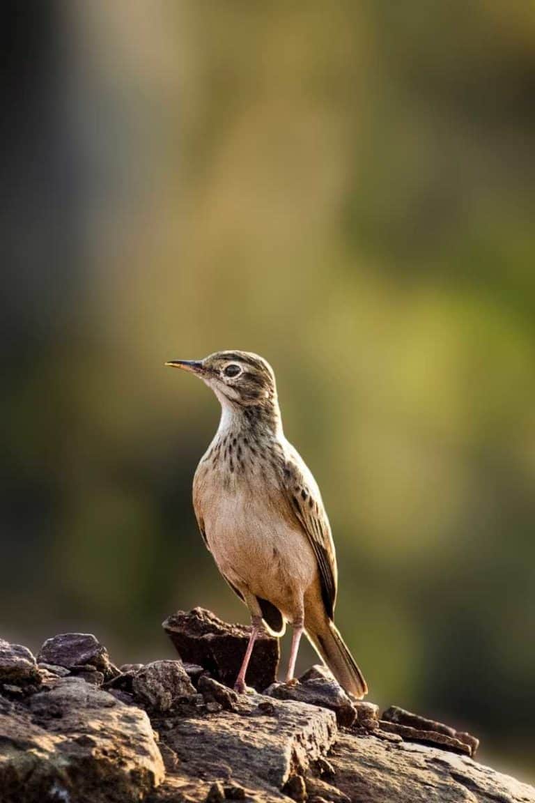 Lark Bird Symbolism: Meaning & Spiritual Significance Explained