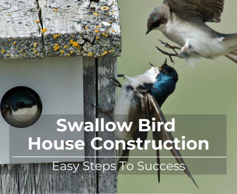Swallow Bird House Construction: Easy Steps To Success