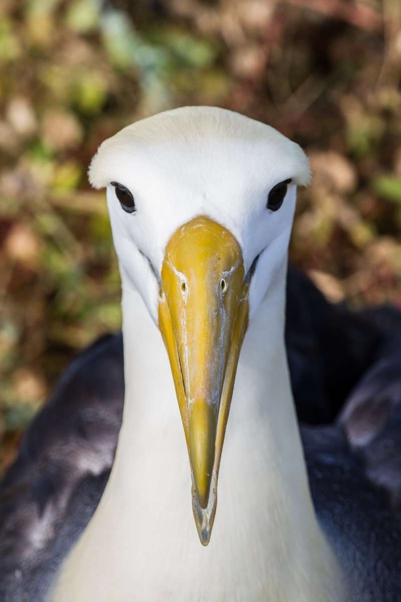 10 Animals That Represent Freedom - Read And Find Your Own Freedom