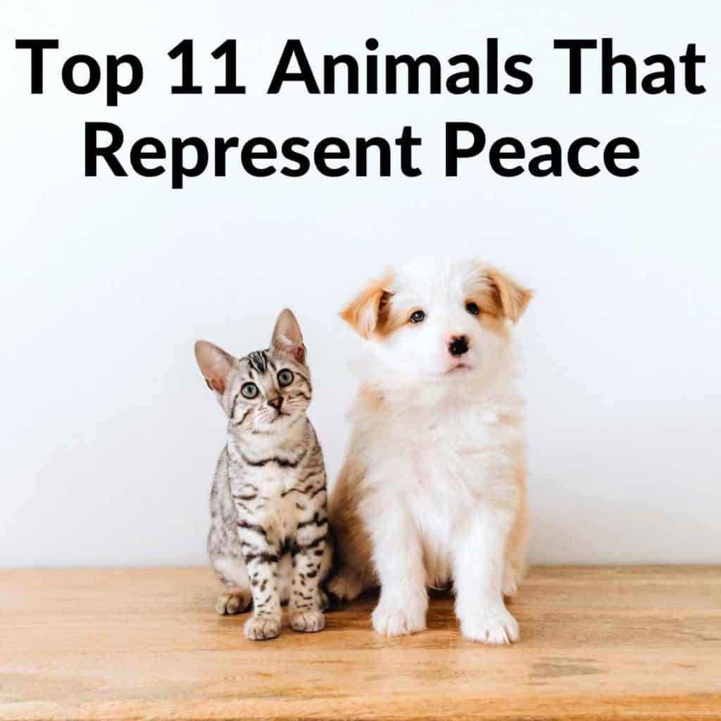 Animals That Represent Peace: Top 11 Gentle Creatures Symbols