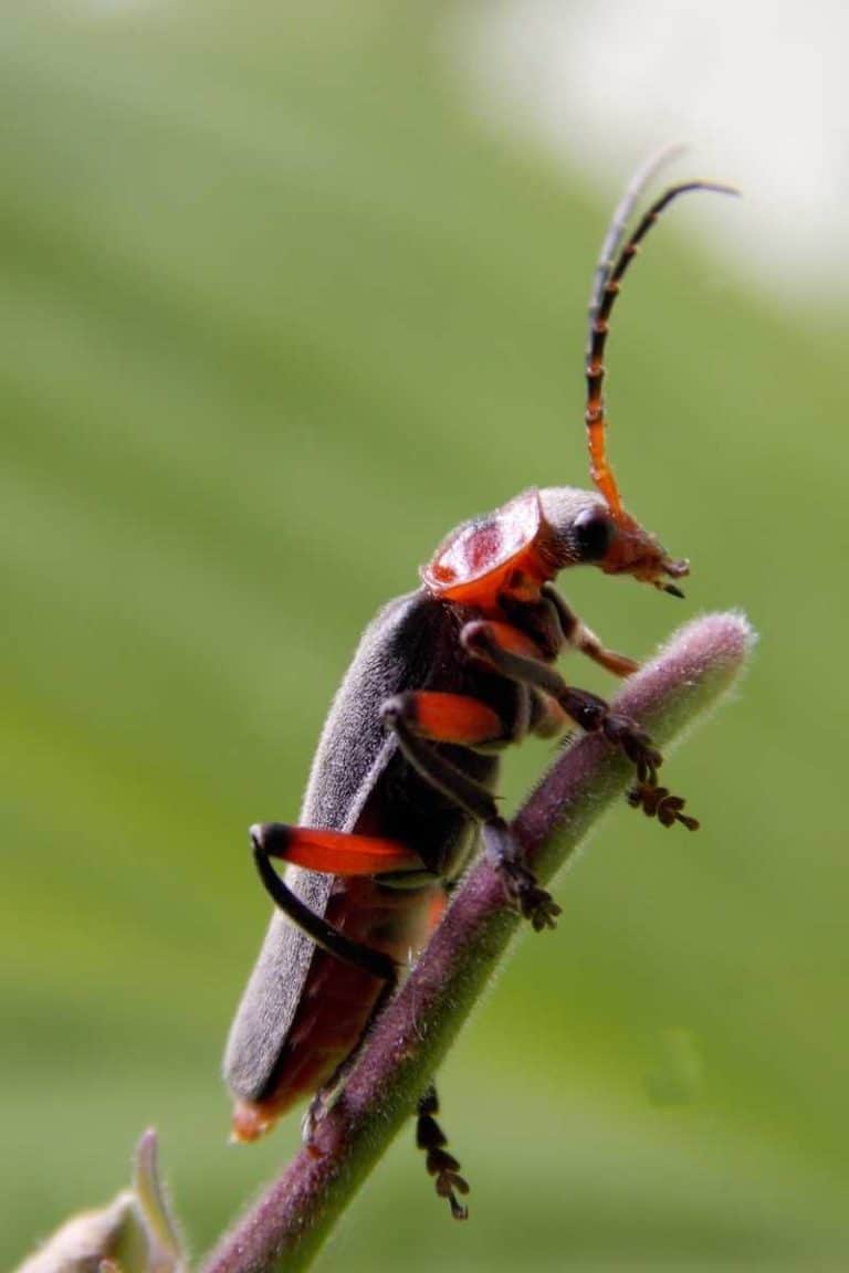 The World Of Beetle Symbolism: Exploring Their Significance
