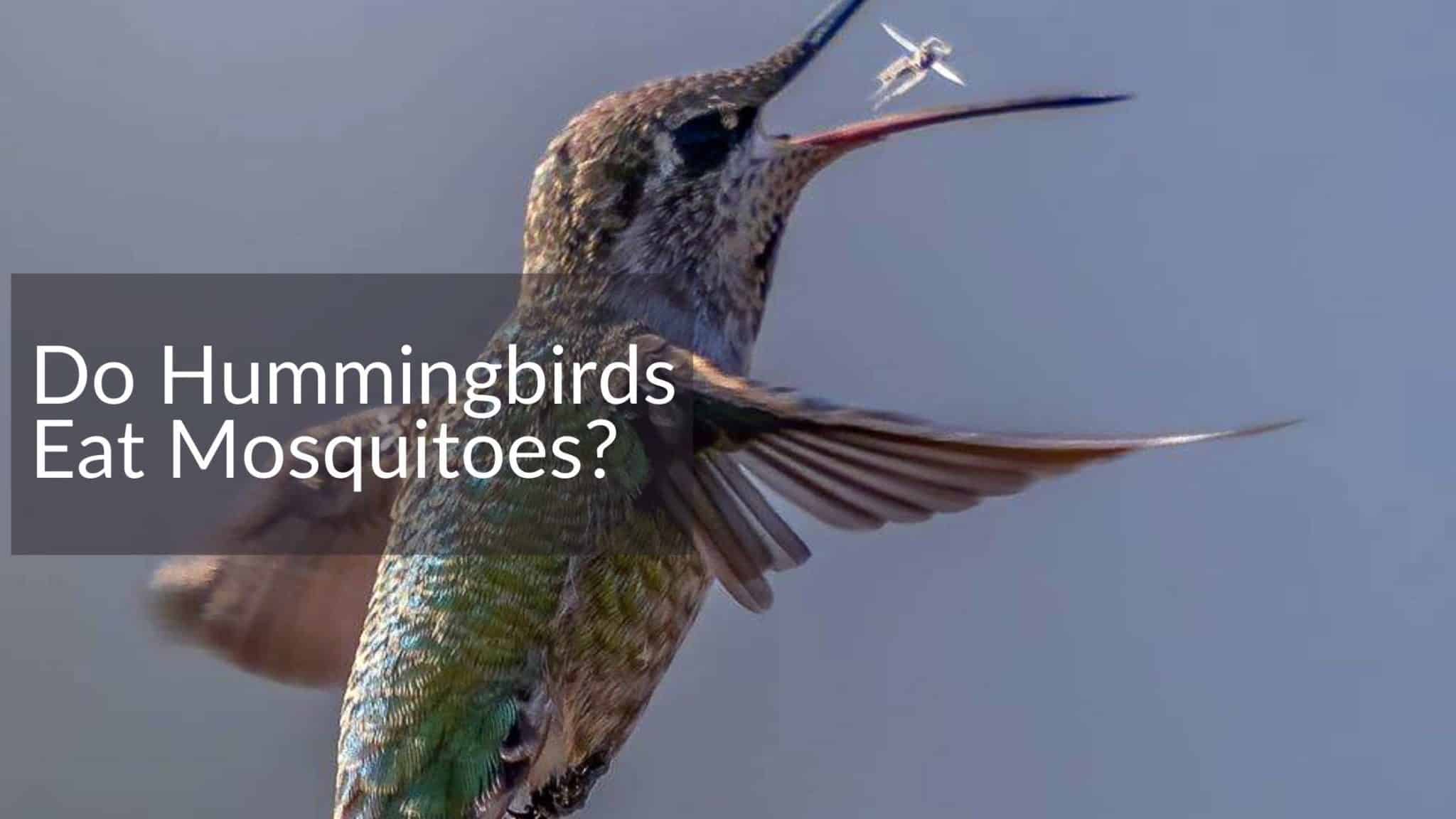 Do Hummingbirds Eat Mosquitoes: Myths And Facts