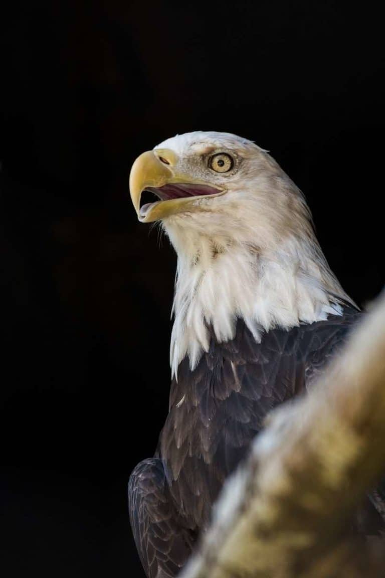 10 Animals That Represent Freedom - Read And Find Your Own Freedom