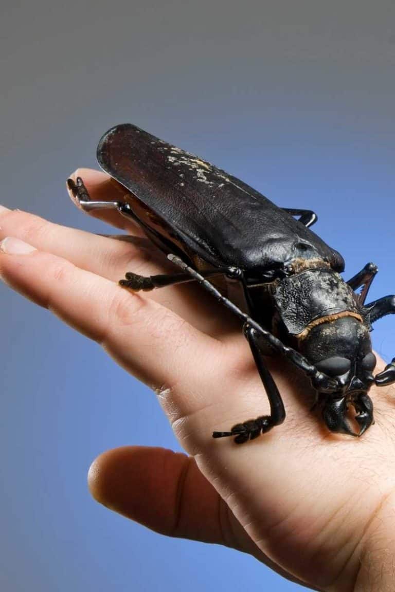 The World Of Beetle Symbolism: Exploring Their Significance