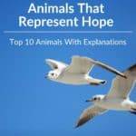 Top 10 Animals That Represent Hope: Find Inspiration!